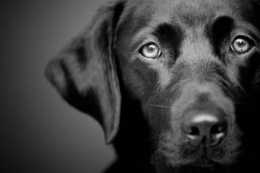 Our Mission - 24 Hours Vet Emergency & Specialty Hospital - Singapore