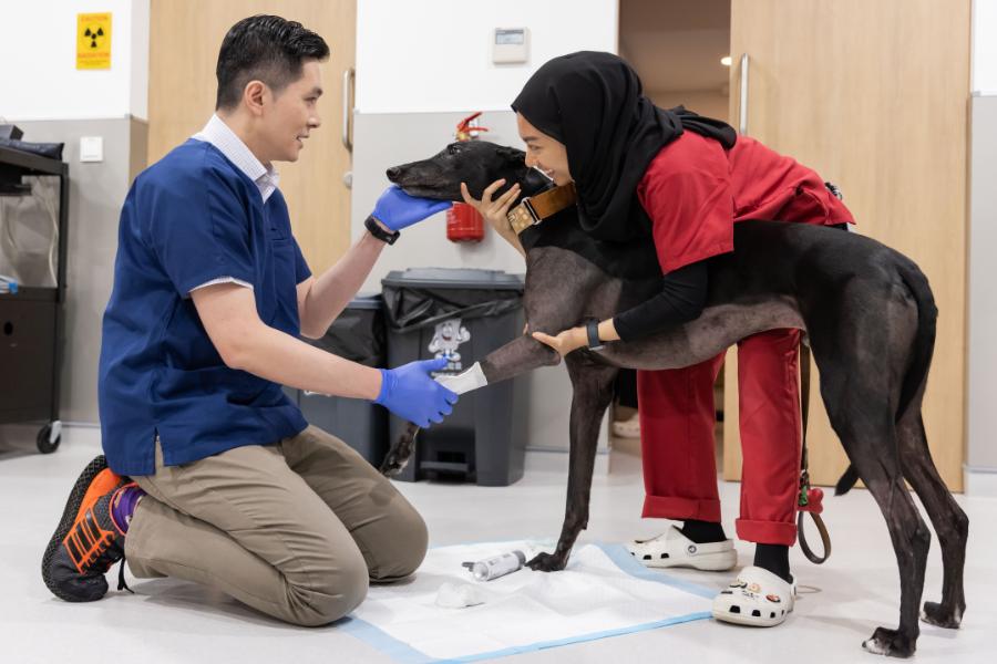 Specialists In Orthopaedic Neurosurgery For Pets VES Hospital Specialists In Orthopaedic Neurosurgery For Pets VES Hospital